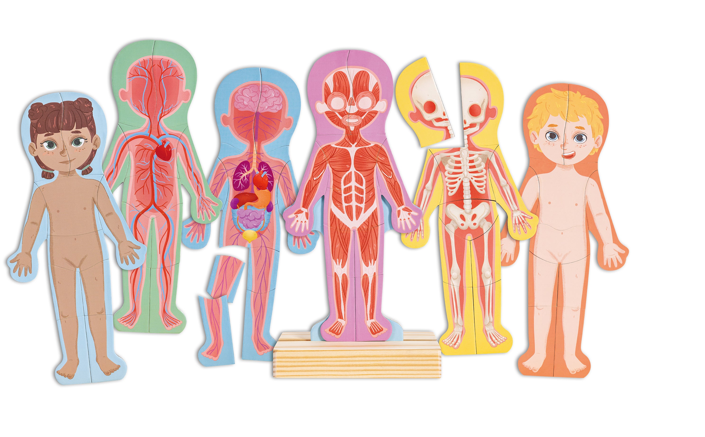 Human Body Magnetic Puzzle – Hape Australia